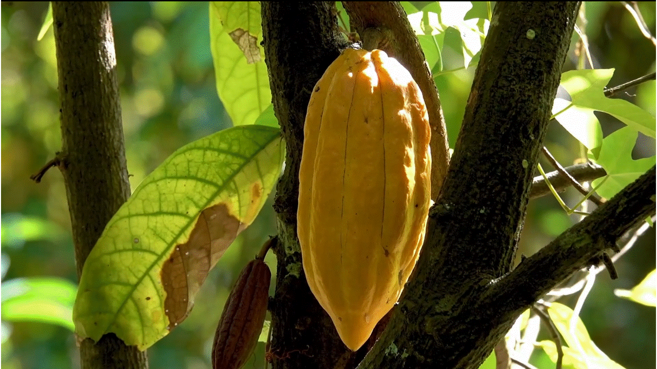How Climate Smart Cocoa builds sustainable communities | Social ...